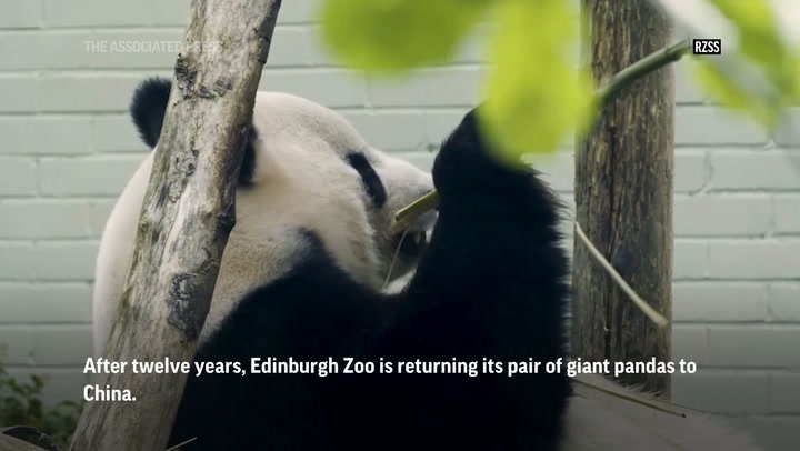 National Post | U.K. Says Bye-Bye To Pair Of Pandas