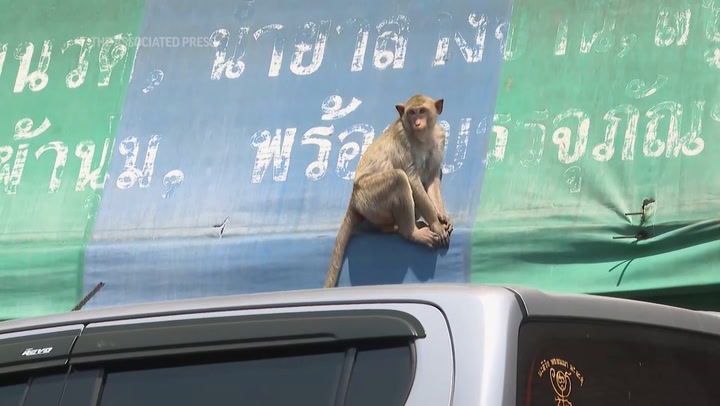 National Post | Wildlife Authorities Unveil Monkey Masterplan After ...