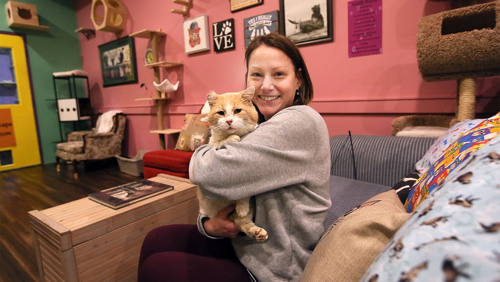 Windsor Star | Yay For Strays Cat Cafe opens in Windsor