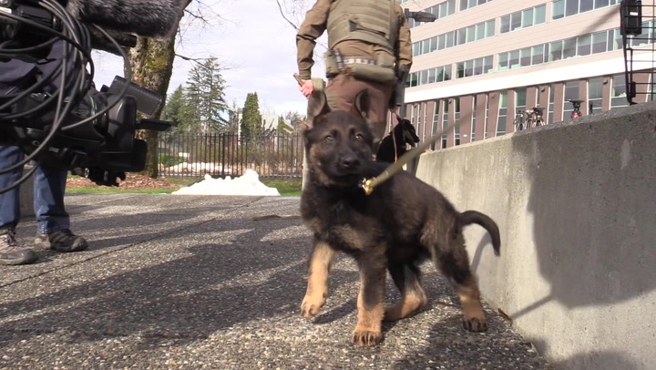 Vancouver Sun | Meet the police dogs from last year's RCMP name-the ...