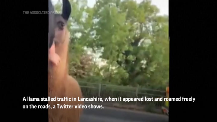 National Post | Wandering Llama Stalls Traffic In North England