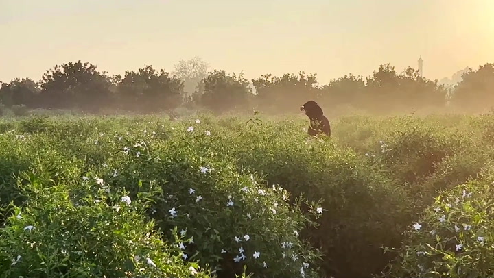 National Post | Egypt'S Jasmine Farmers Struggle Through Economic Headwinds