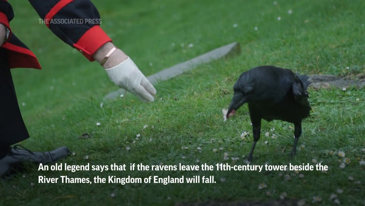 National Post | Meet The Tower Of London'S New Raven Master
