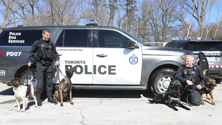 Toronto Sun | TOP COP DOGS: Toronto's four-legged crime fighters in action