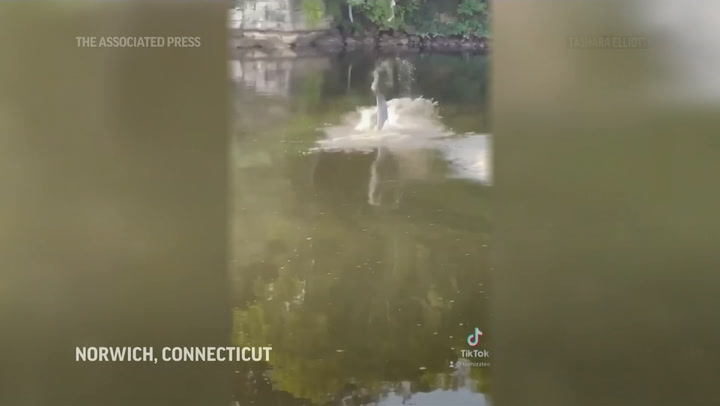 National Post | Dolphin Spotted Swimming Up Connecticut River