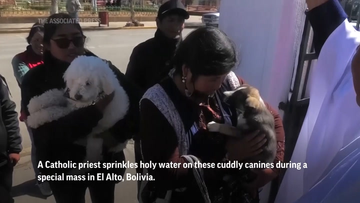 National Post | Bolivia Dogs Get Blessings On St. Roch’S Day