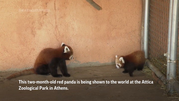 National Post | Baby Red Panda Arrives At Greek Zoo