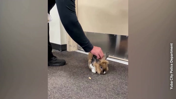 National Post | Rabbit Joins Police Force In California