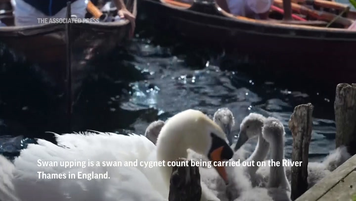 National Post | King’S First Swan Census Starts In The Uk