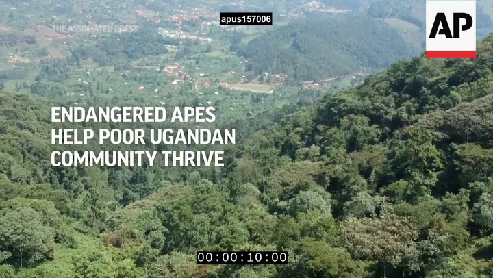 National Post | Endangered Apes Help Poor Ugandan Community Thrive