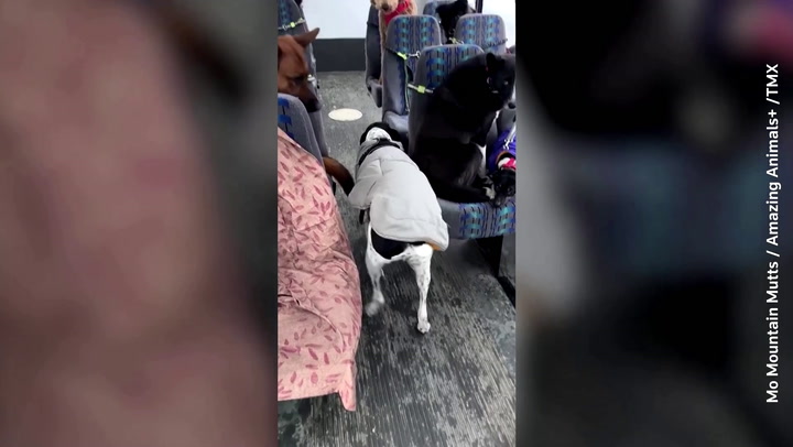 National Post | Puppy Bus In Alaska Goes Viral