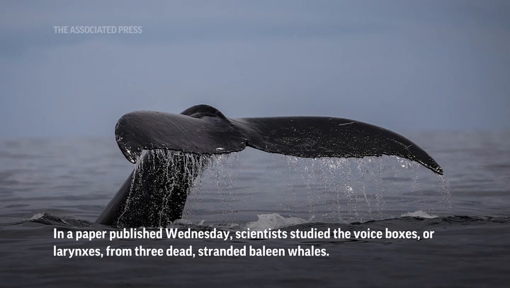 National Post | How Do Whales Sing? Lab Experiments Suggest Their Voice ...