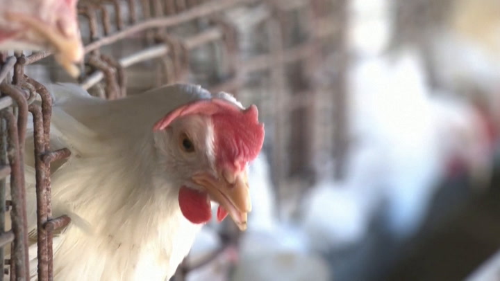 National Post | Vaccine Makers Prep Bird Flu Shots For Humans