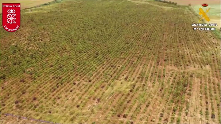 National Post | 'Europe'S Biggest' Cannabis Farm Taken Down: Police
