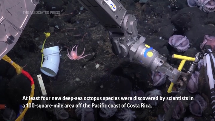 National Post | Scientists Discover Four New Deep-Sea Octopus Species ...