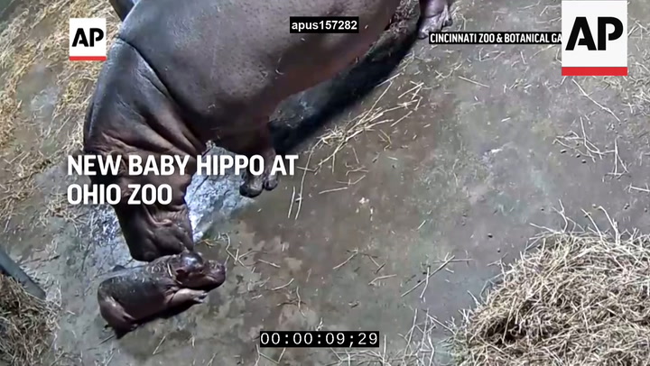 National Post | New Baby Hippo At Ohio Zoo