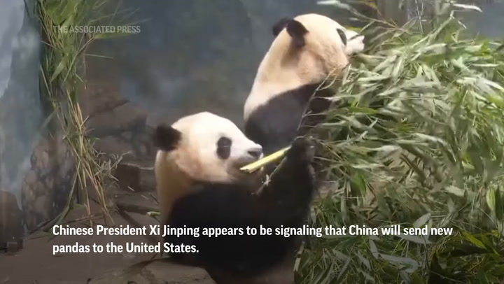 National Post | More Pandas Will Be Coming To The U.S., China'S ...