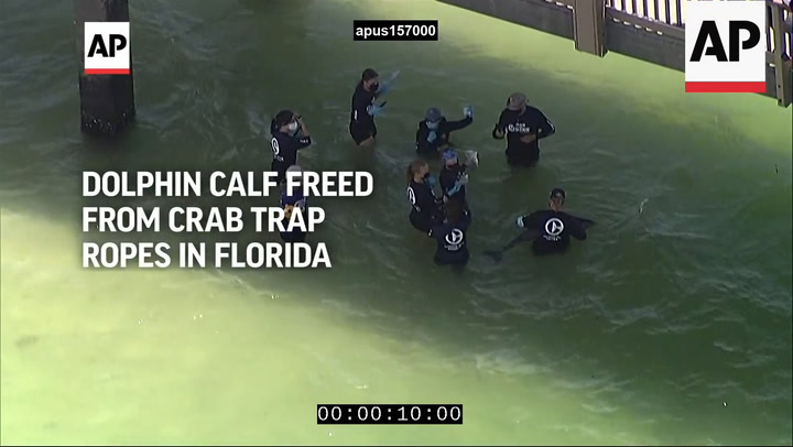 National Post | Dolphin Freed From Crab Trap Ropes In Florida