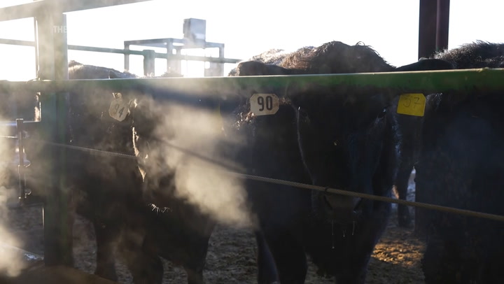 National Post | Researchers Look To Find Methane-Reducing Feed For Cows