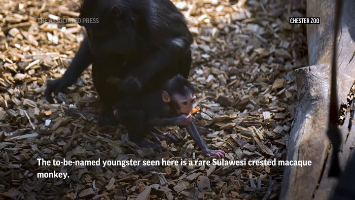 National Post | Uk Zoo Celebrates Birth Of Rare Macaque Monkey