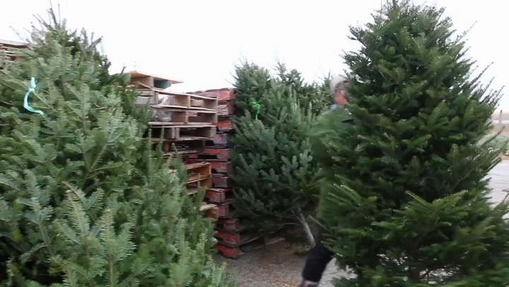 Calgary Sun | How To Pick The Perfect Christmas Tree
