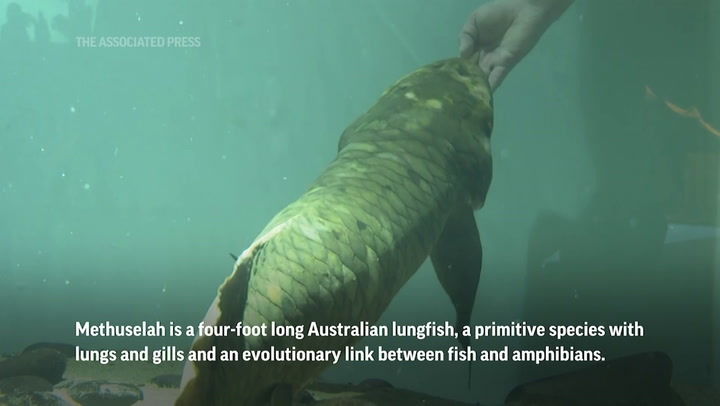 National Post | Meet Methuselah likely oldest aquarium fish