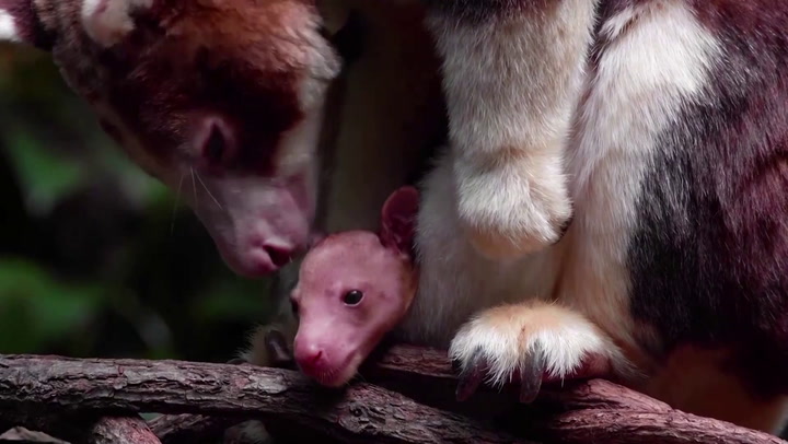 National Post | Baby Tree Kangaroo Debuts At Nyc'S Bronx Zoo