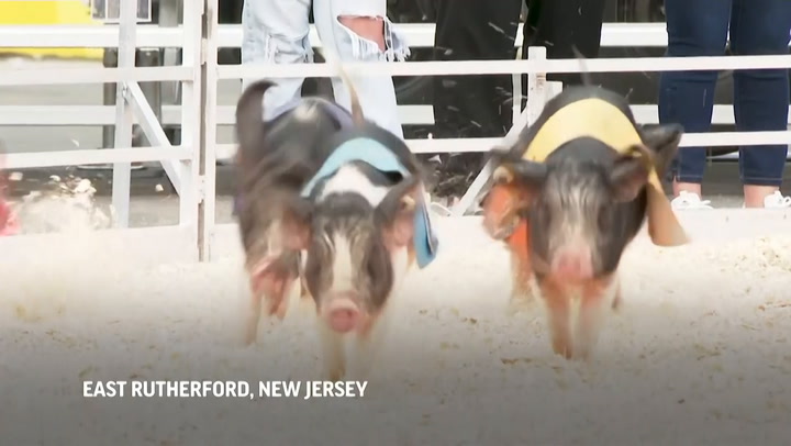 National Post | Pig Races Popular At Nj State Fair