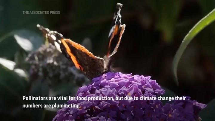 National Post | Bees, Butterflies And Bugs Impacted By Climate Change