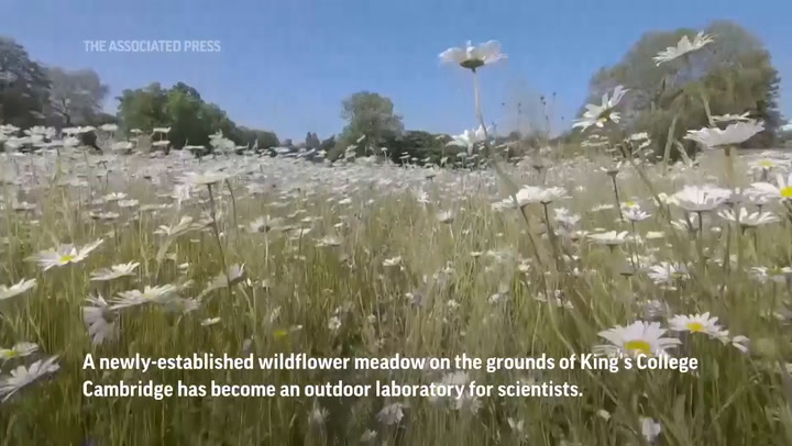 National Post | Uk Meadow Project Grows Greater Biodiversity