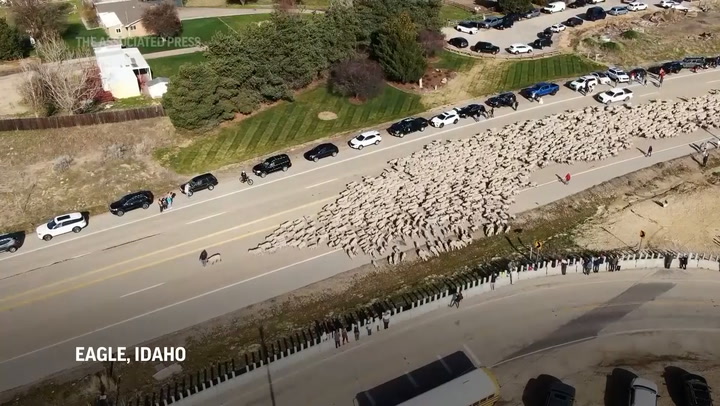National Post | Massive Flock Of Sheep Crossing Highway Draws Crowd
