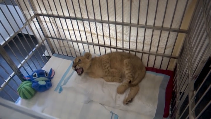 National Post | Young Lion Cub Recovering At Animal Charity Shelter In ...
