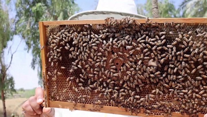 National Post | How Climate Change Is Affecting Iraqi Beekeepers
