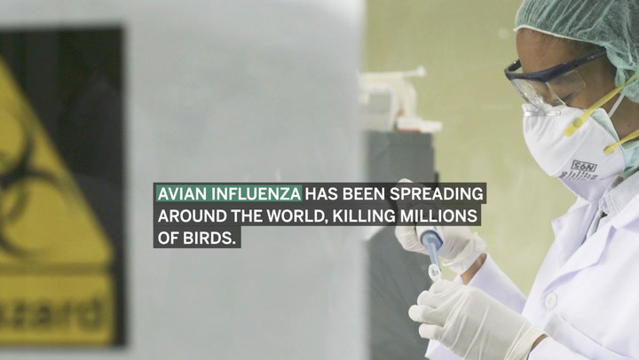 Vancouver Sun | Avian influenza: 5 things to know about 'bird flu’