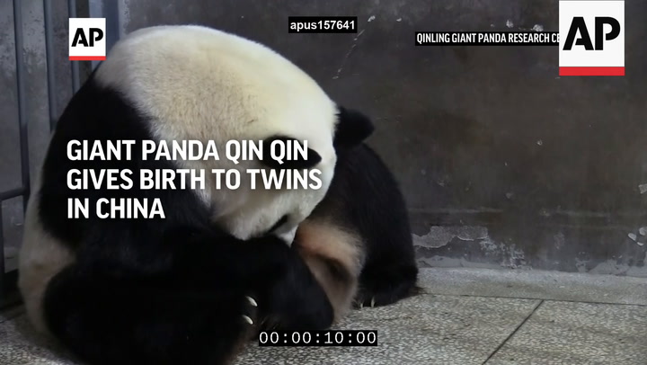 National Post | Giant Panda Qin Qin Gives Birth To Twins In China