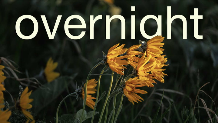 Calgary Sun | Overnight