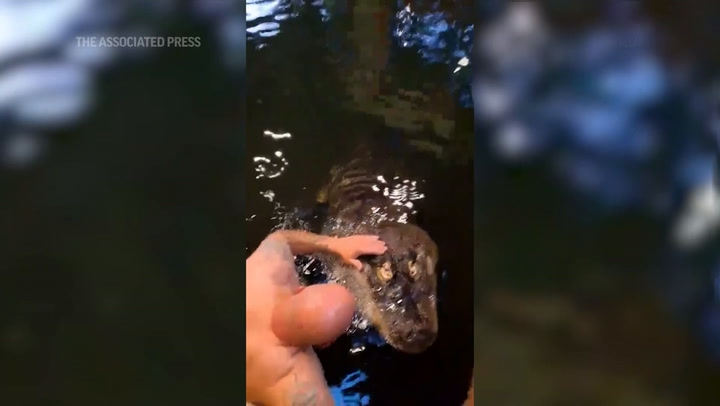 National Post | New York Man Wants His 750-Pound Alligator Back After ...