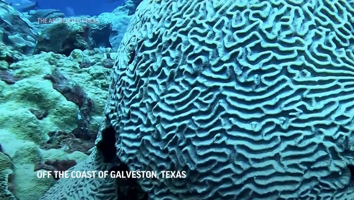 National Post | Climate Change Is Hurting Coral Worldwide. But These ...