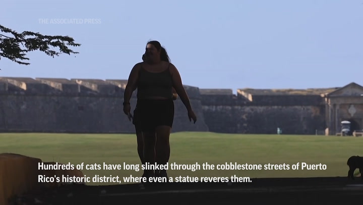 National Post | Activists Fight Bid To Remove Puerto Rico Cats