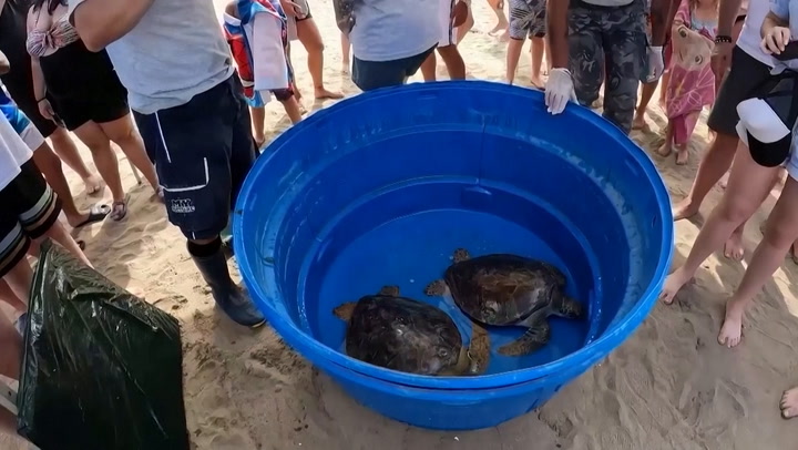 National Post | Rescued Sea Turtles 'Poop Plastic' After Detox
