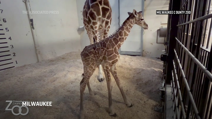 National Post | Milwaukee County Zoo Has New Giraffe Calf