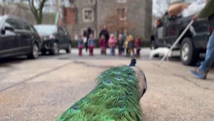 National Post | ‘Love, Beauty, Magic’ -New York Peacocks To Retire