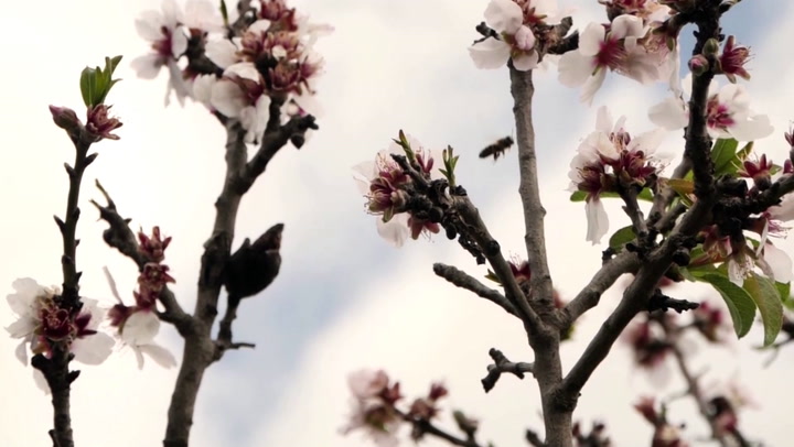 National Post | Eu Aims To Reverse Bee Decline With ‘Buzz Lines’