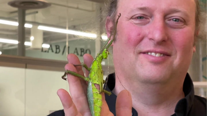 Ottawa Citizen | Bugs Alive, a colourful new exhibition opens at the ...
